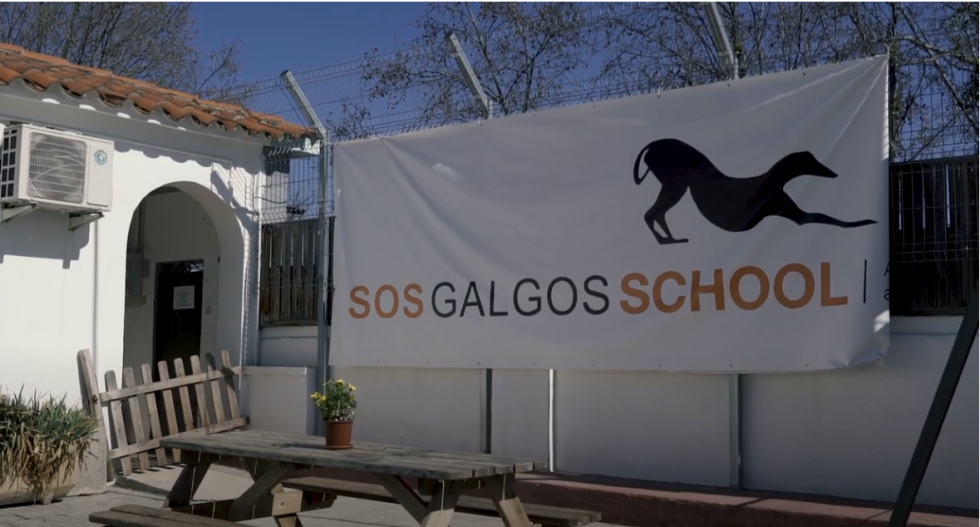 SOS Galgos School | Greyhounds In Need
